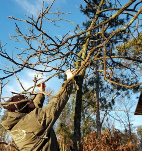 Mike's Tree Company, LLC | Brainerd, Minnesota Tree Service