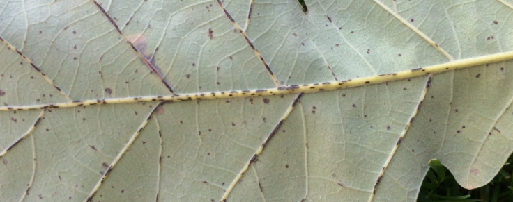 Mike's Tree Company, LLC | Brainerd, MN Tree Service, Arborists, and ...