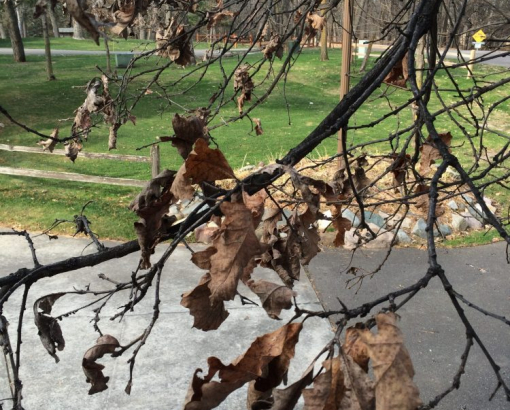Bur Oak Blight Disease Minnesota - Mike's Tree Company