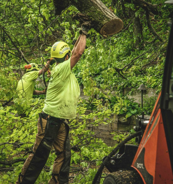 Mike's Tree Company, LLC | Brainerd, Minnesota Tree Service